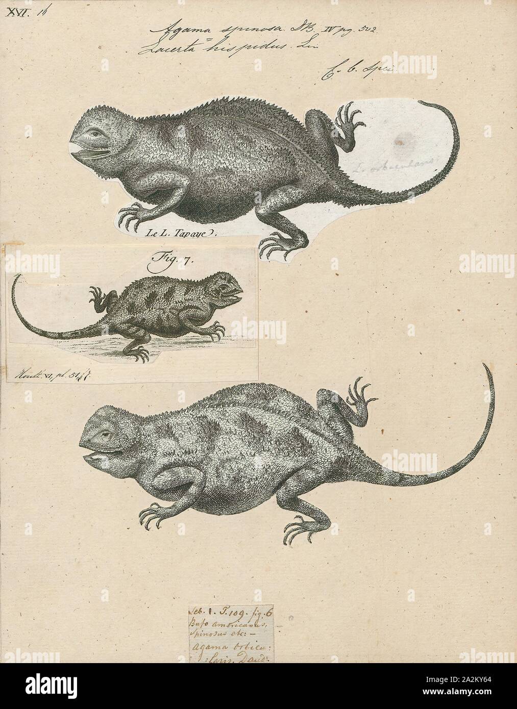 Lanzas spiny agama hi-res stock photography and images - Alamy