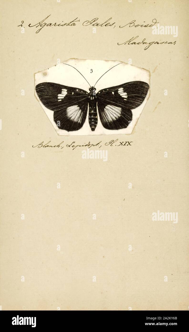 Agarista hi-res stock photography and images - Alamy