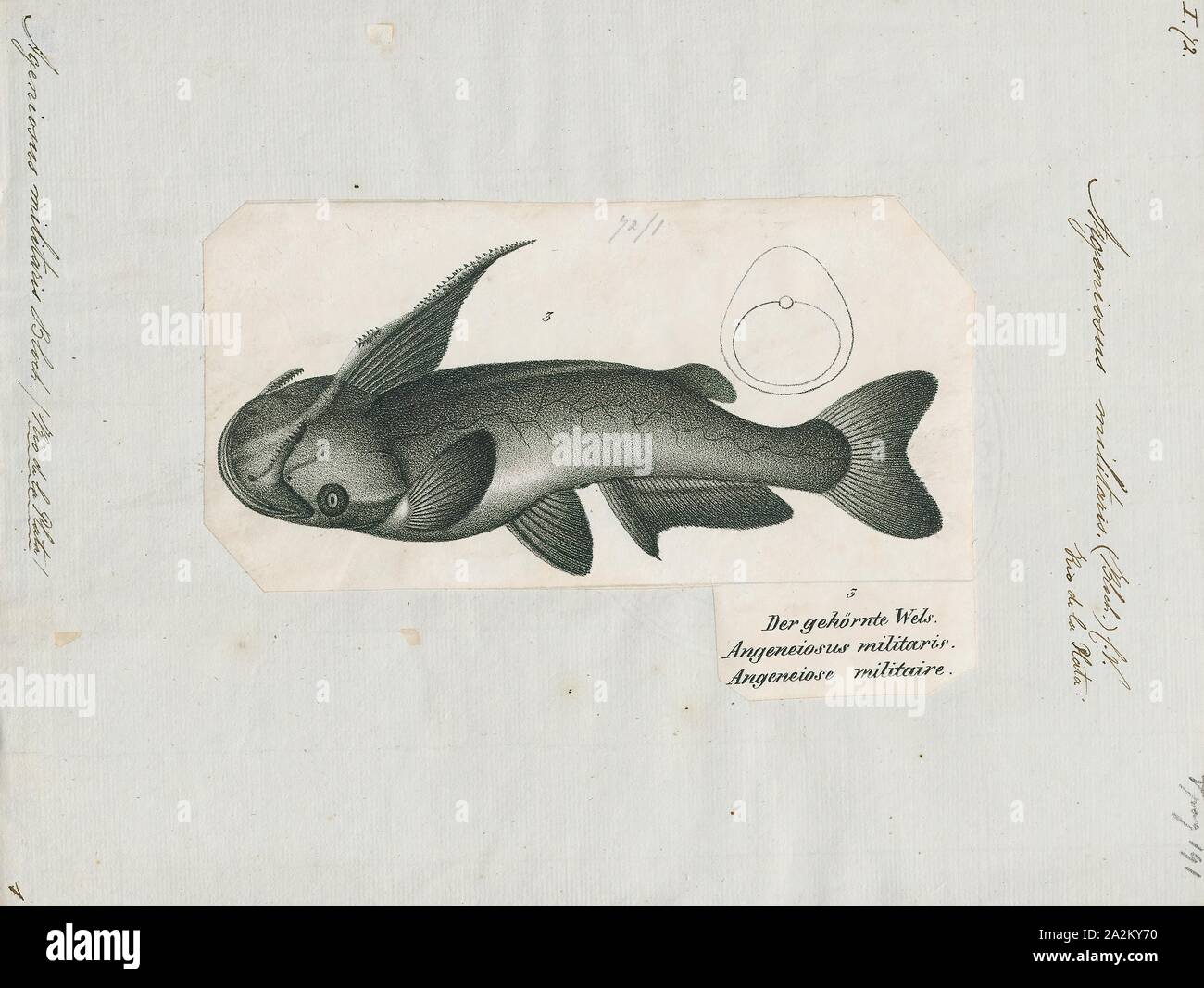 Ageniosus militaris hi-res stock photography and images - Alamy