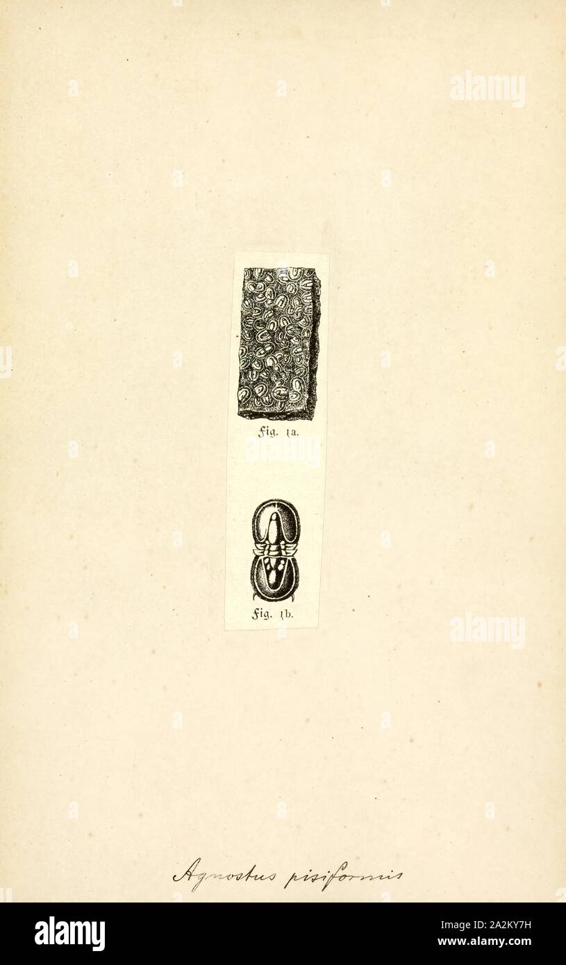 492 million years ago hi-res stock photography and images - Alamy