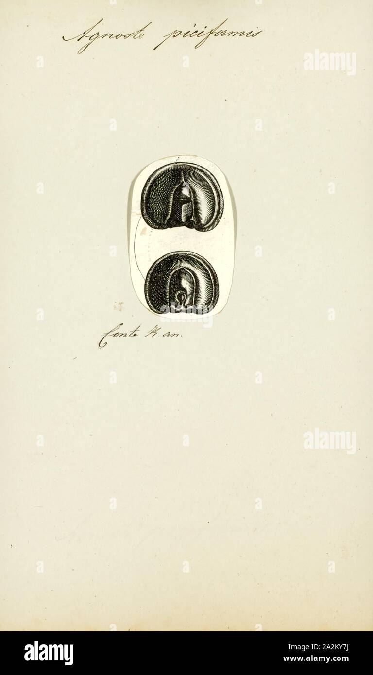 Upper middle cambrian lower upper cambrian hi-res stock photography and ...