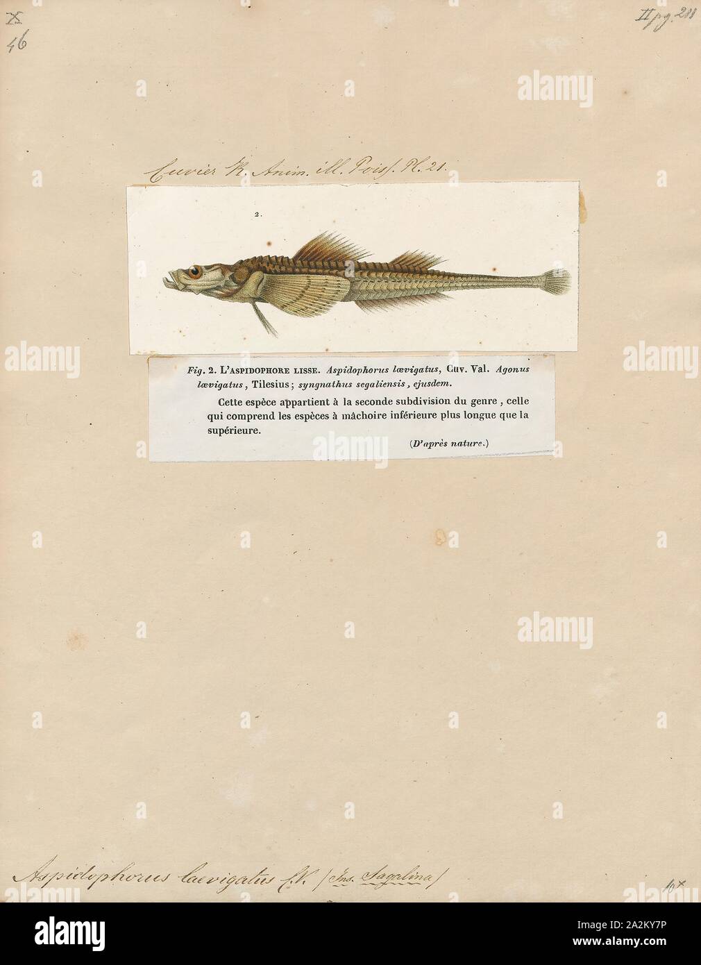 Agonus hi-res stock photography and images - Alamy