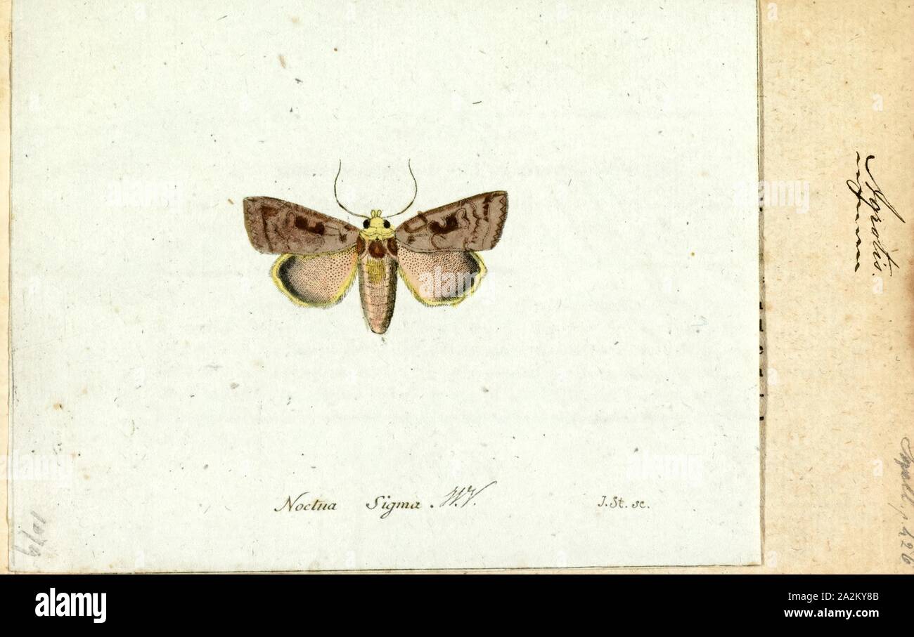 Australian moth hi-res stock photography and images - Alamy