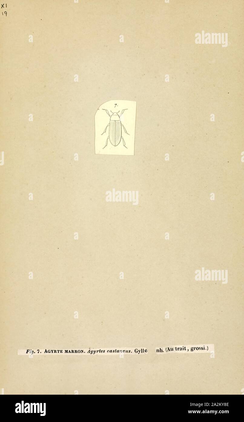 Primitive carrion beetles hi-res stock photography and images - Alamy