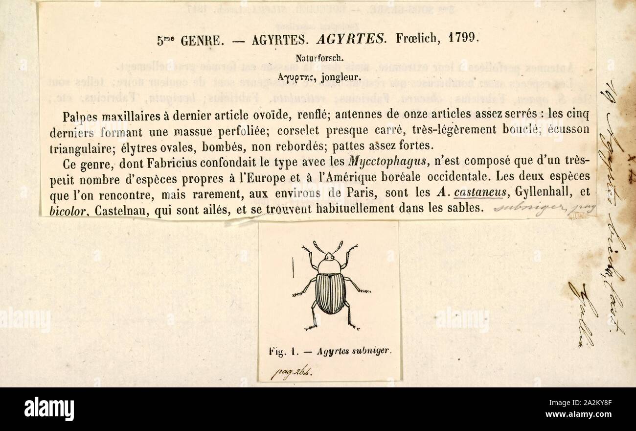 Primitive carrion beetles hi-res stock photography and images - Alamy