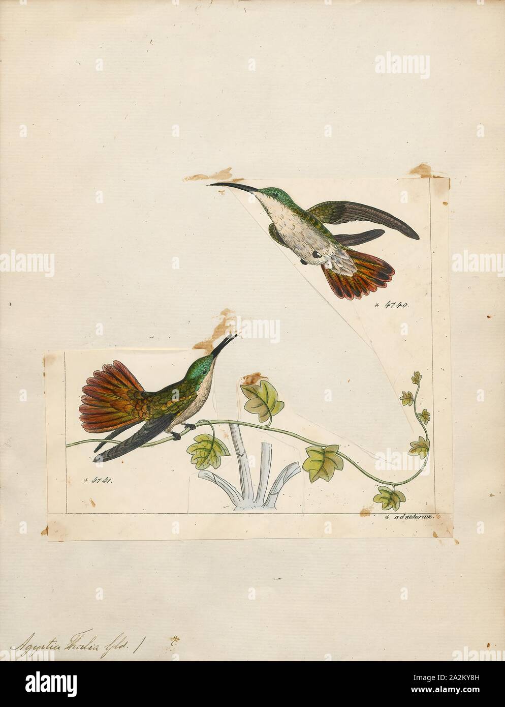 Agyrtria thalia, Print, Amazilia, Amazilia is a hummingbird genus in ...