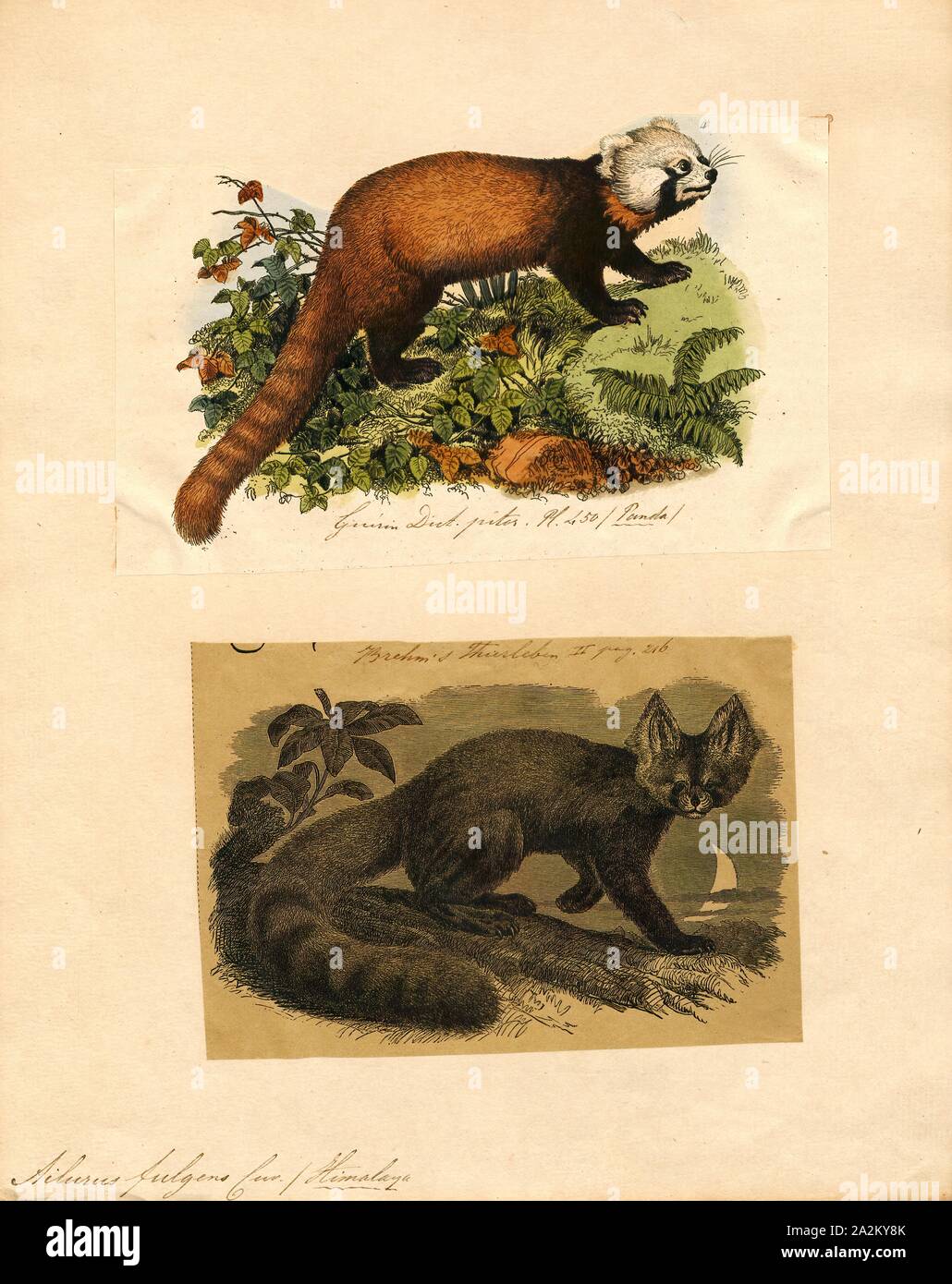 Ailurus fulgens, Print, The red panda (Ailurus fulgens) is a mammal ...