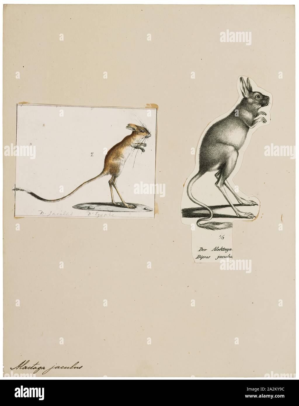 Jaculus Cut Out Stock Images & Pictures - Alamy