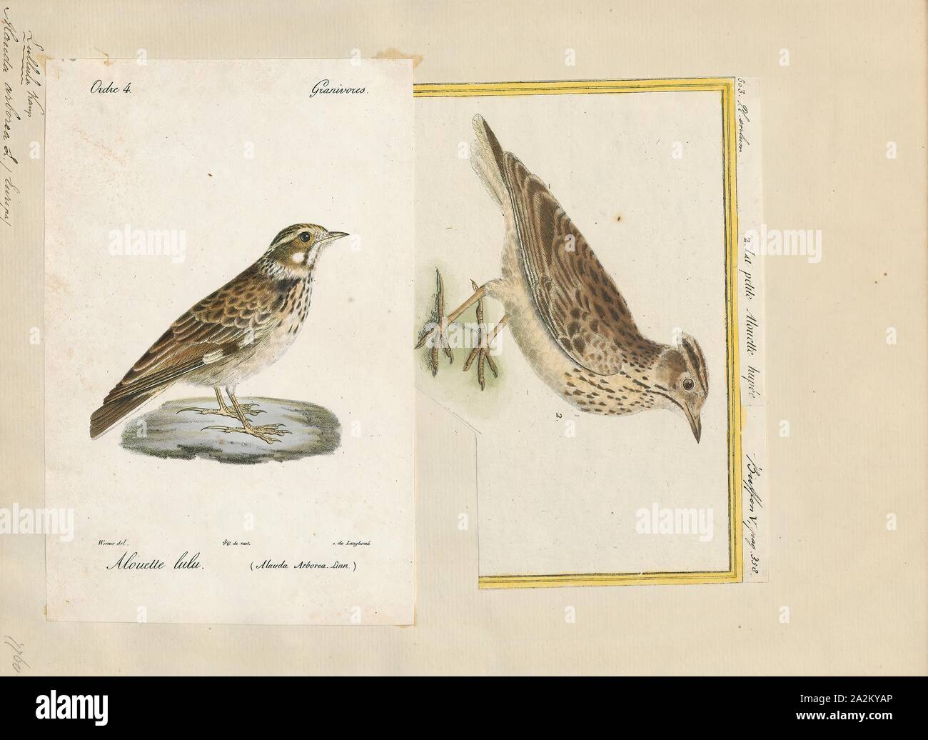 Migratory in the east of its range hi-res stock photography and images ...