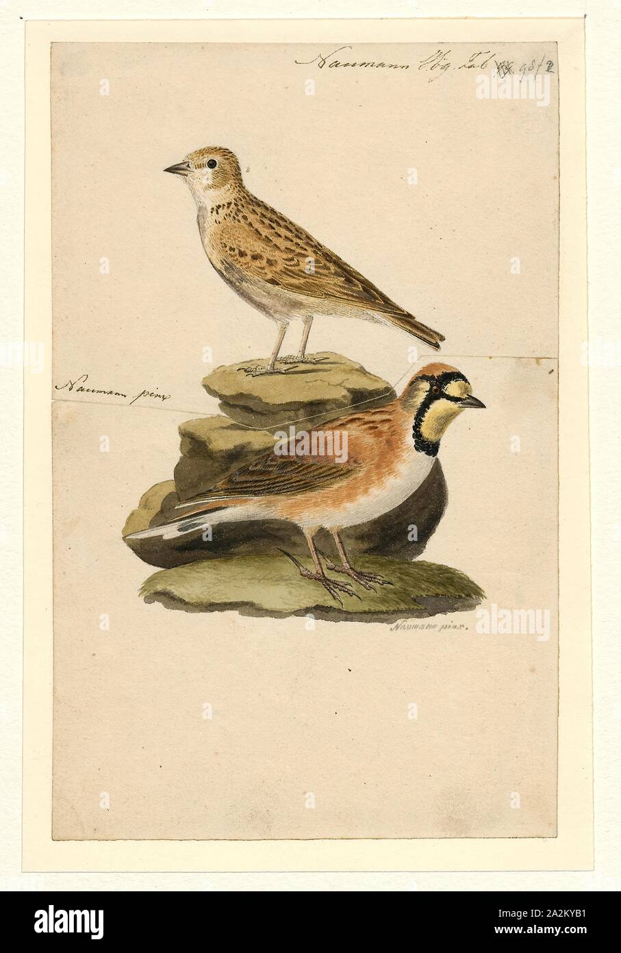 Lullula arborea winter hi-res stock photography and images - Alamy