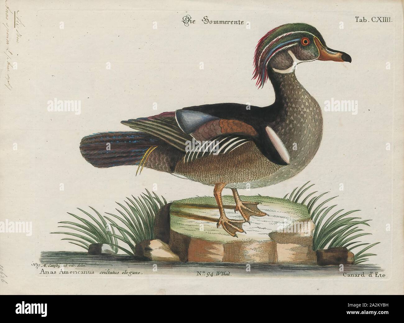 Aix sponsa, Print, The wood duck or Carolina duck (Aix sponsa) is a ...