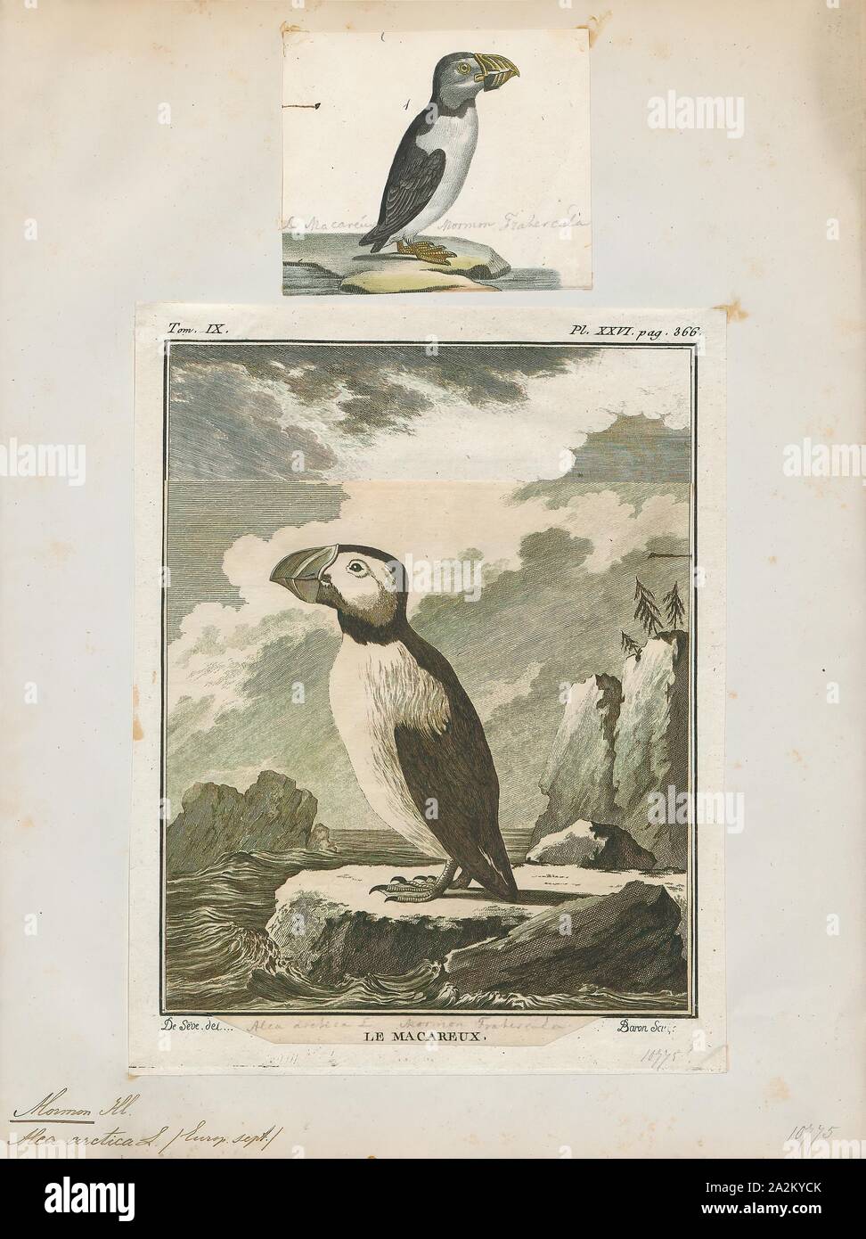 Alca arctica, Print, The Atlantic puffin, also known as the common ...