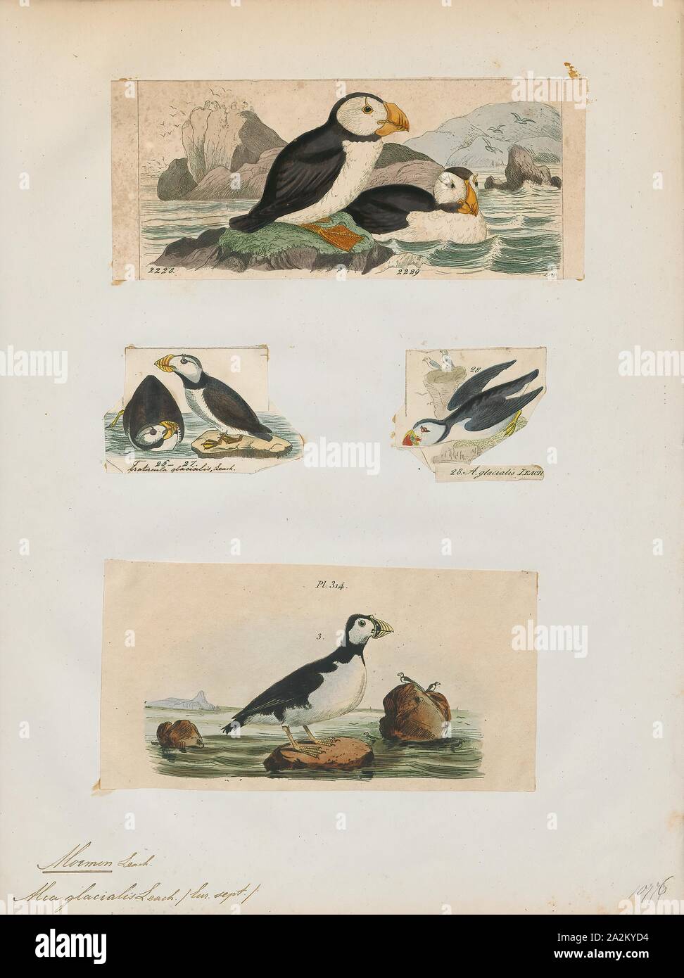 Alca glacialis hi-res stock photography and images - Alamy