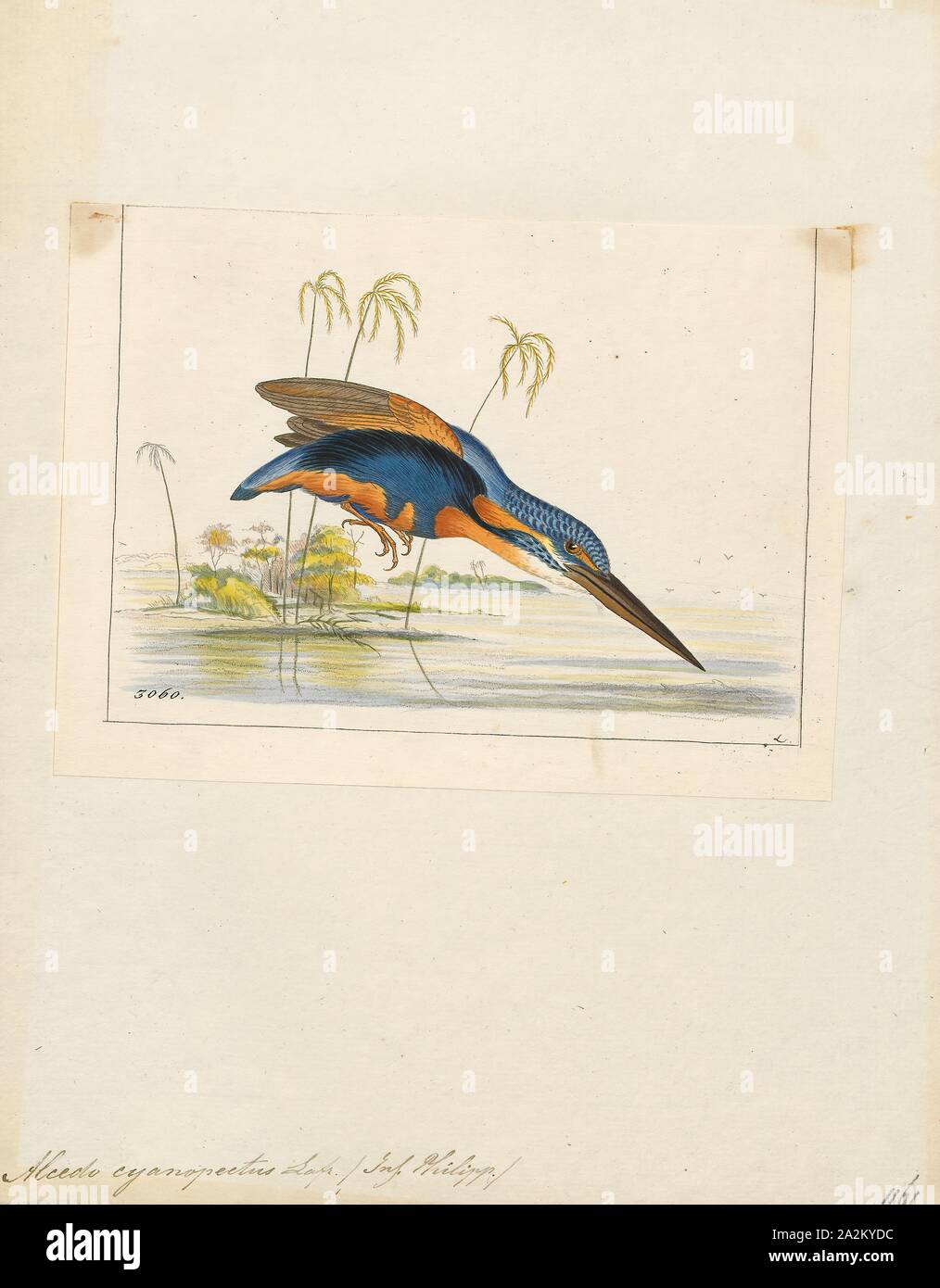 Indigo banded kingfisher hi-res stock photography and images - Alamy