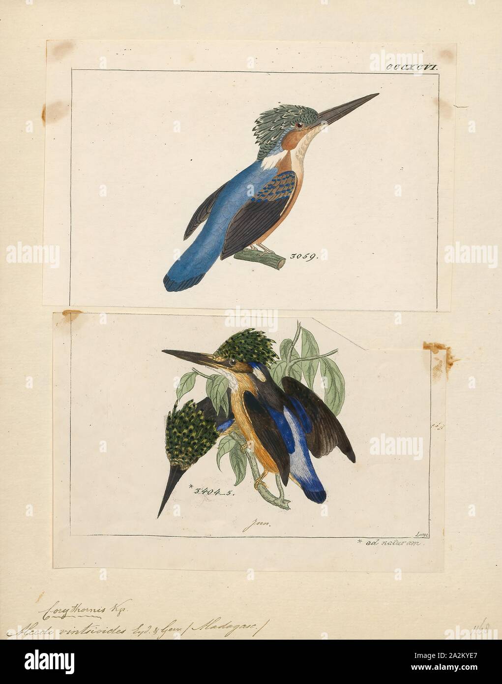 Malagasy kingfisher alcedo vintsioides hi-res stock photography and ...