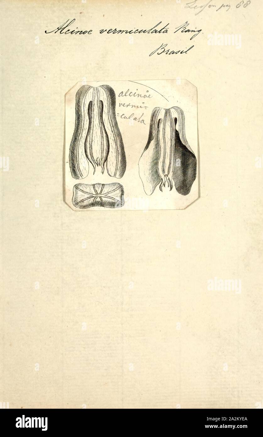 Alcinoe vermiculata, Print Stock Photo - Alamy