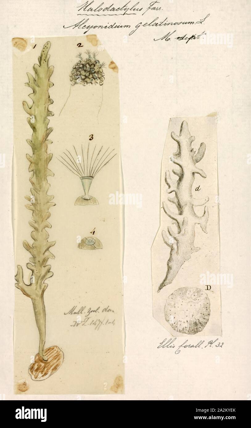 Alcyonidium gelatinosum hi-res stock photography and images - Alamy