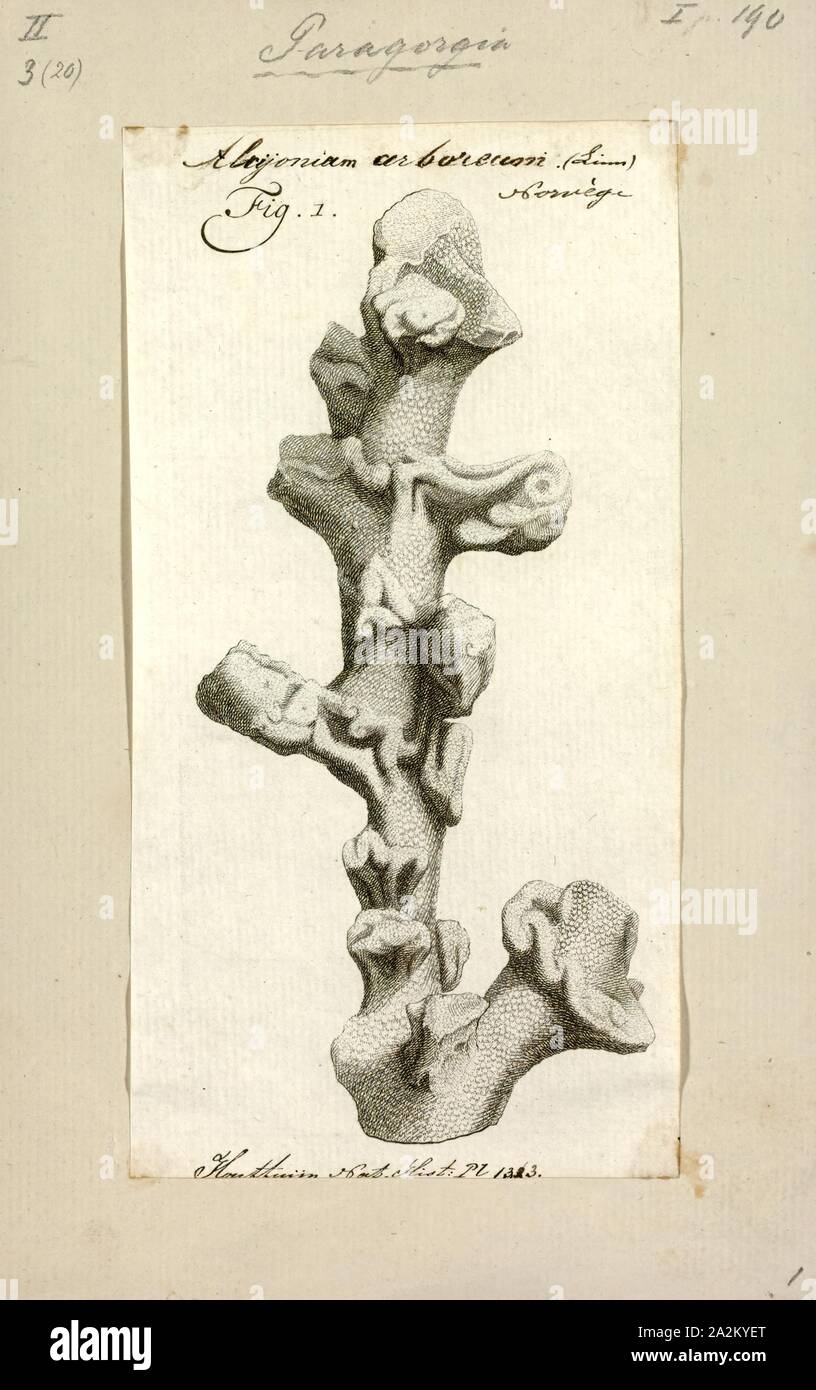 Alcyonium arboreum, Print, Alcyonium is a genus of soft corals in the ...