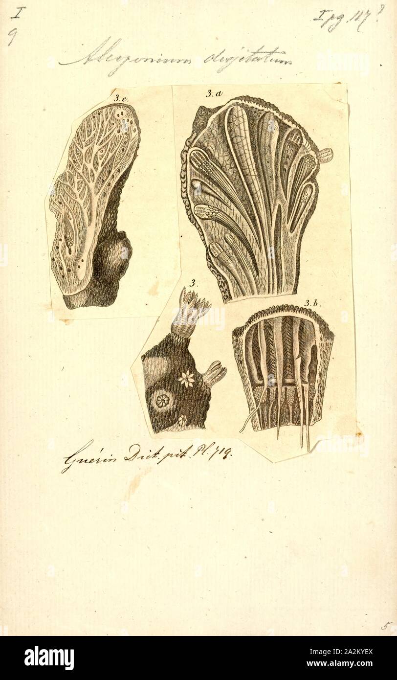 Alcyonium digitatum, Print, Alcyonium digitatum or dead man's fingers ...