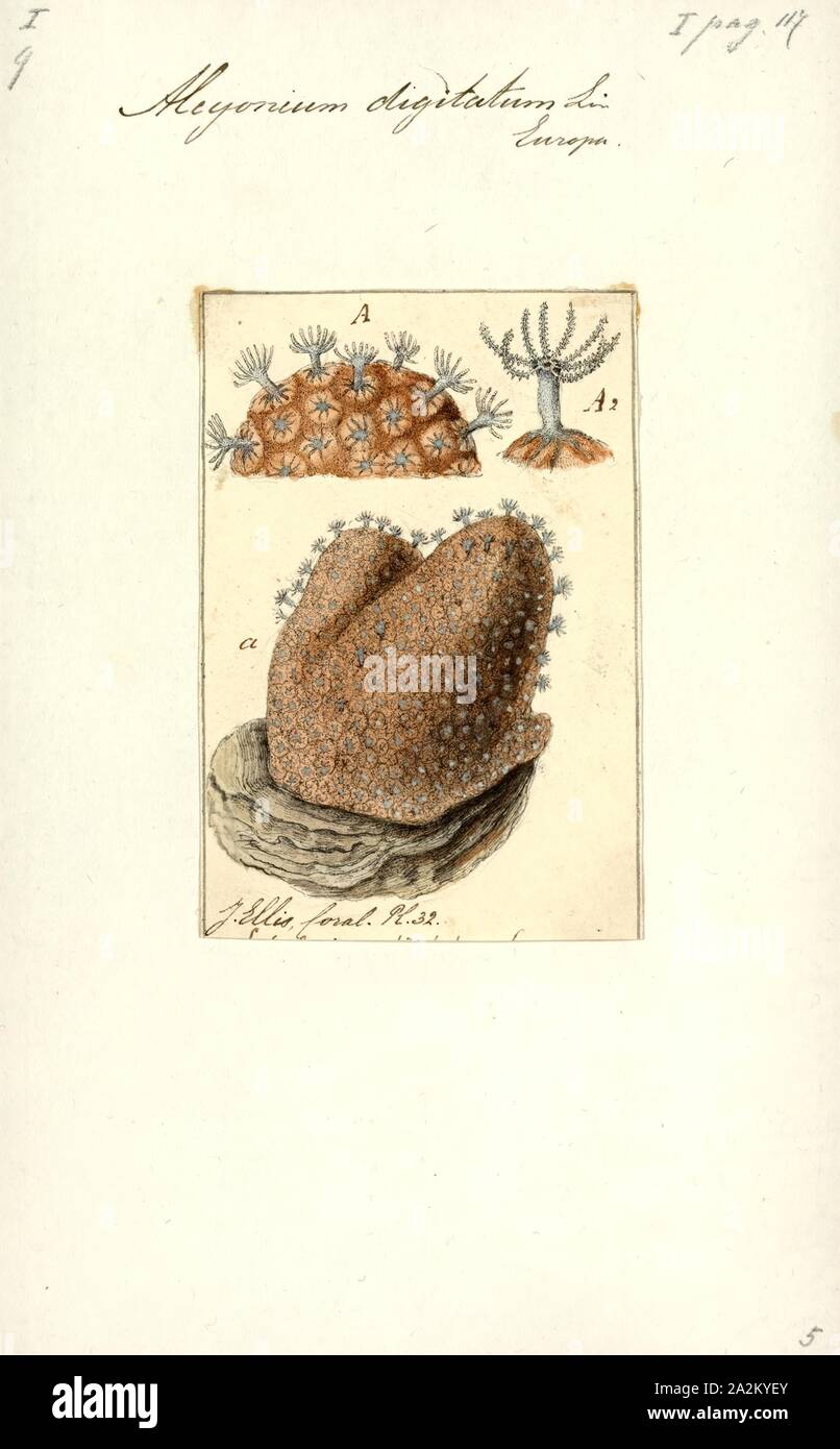 Alcyonium digitatum, Print, Alcyonium digitatum or dead man's fingers ...