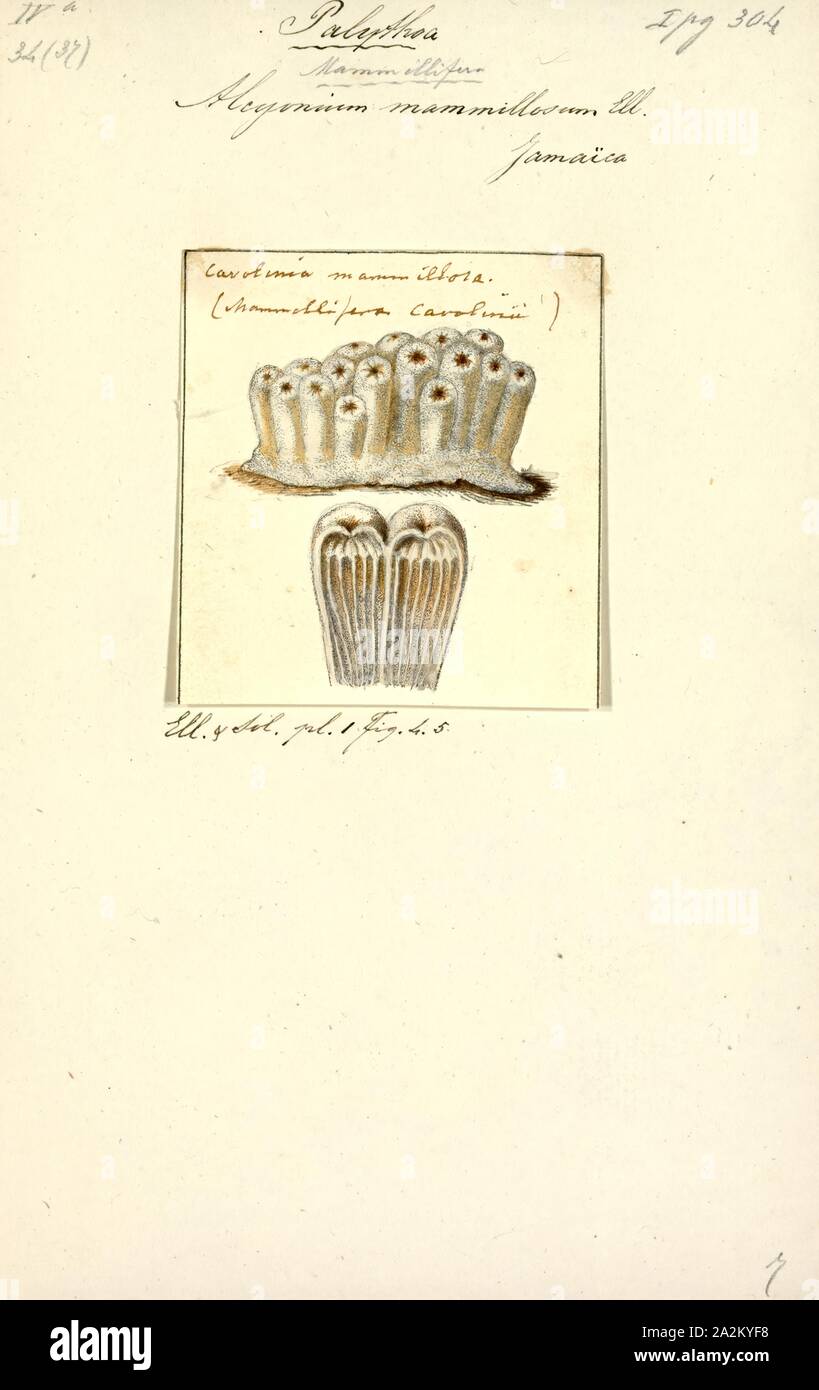 Alcyonium mammillosum, Print, Alcyonium is a genus of soft corals in ...