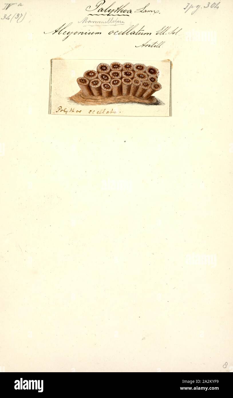 Alcyonium ocellatum hi-res stock photography and images - Alamy