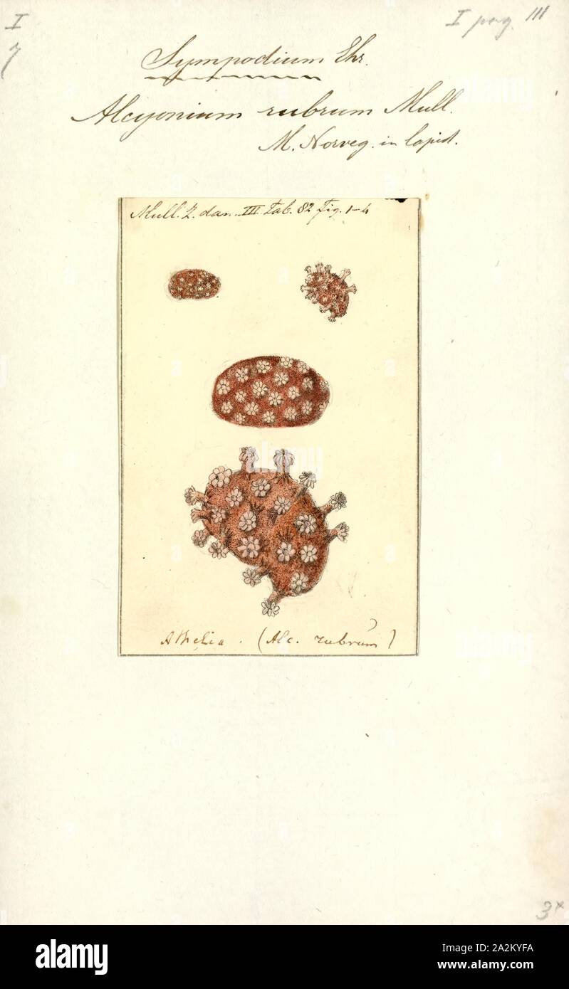 Alcyonium rubrum, Print, Alcyonium is a genus of soft corals in the ...