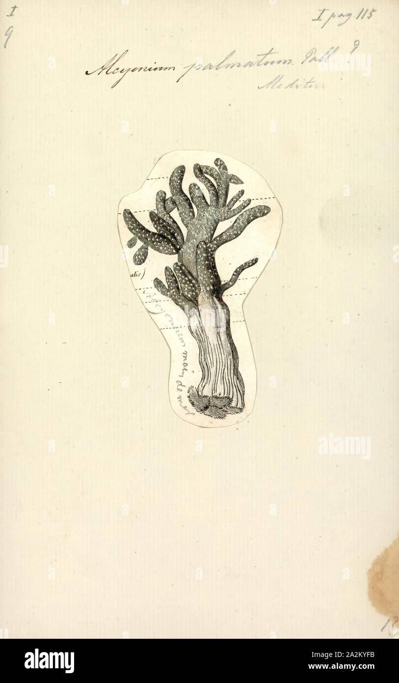 Alcyonium palmatum, Print, Alcyonium palmatum or red dead man's fingers ...