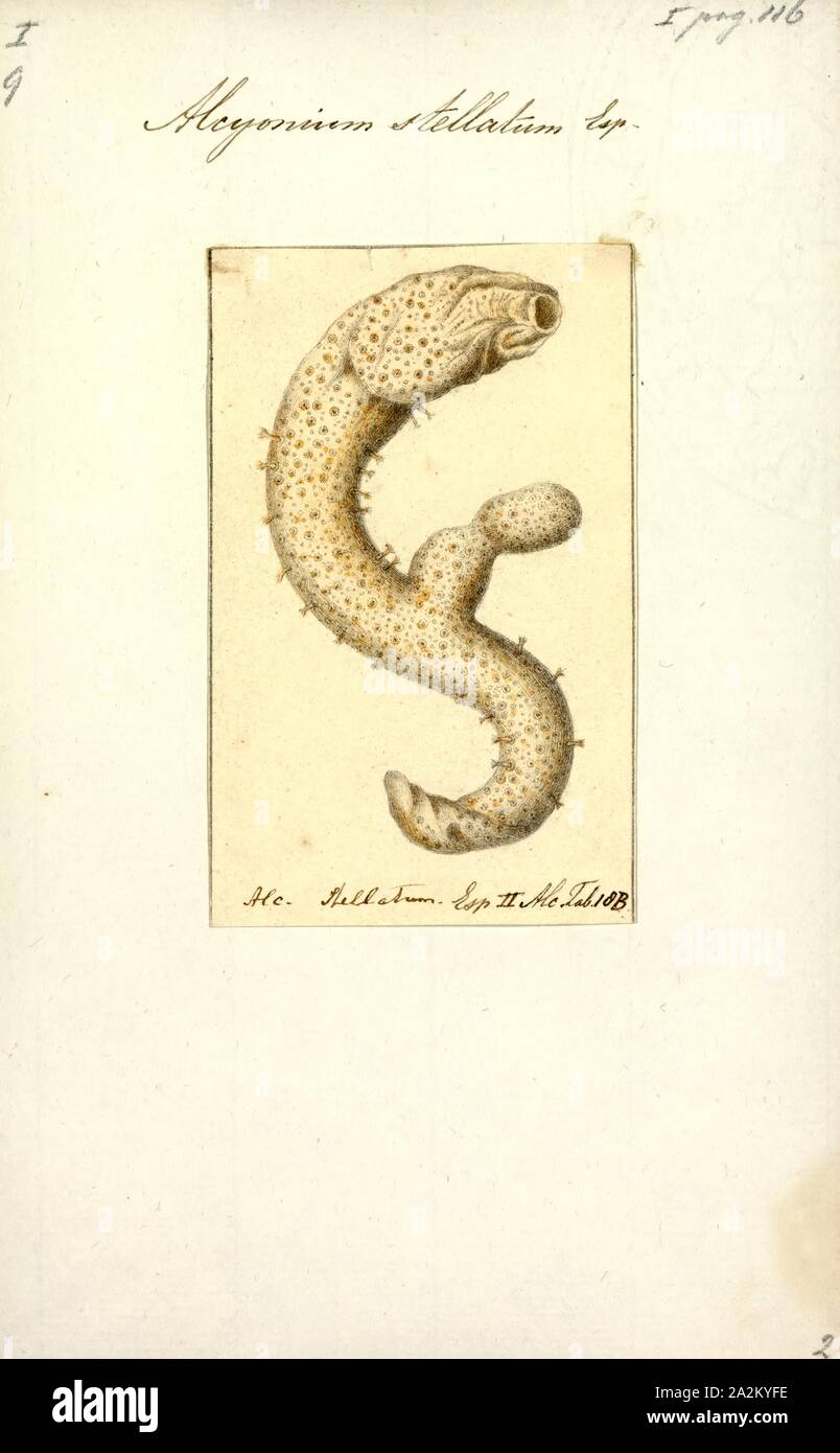 Alcyonium stellatum, Print, Alcyonium is a genus of soft corals in the ...