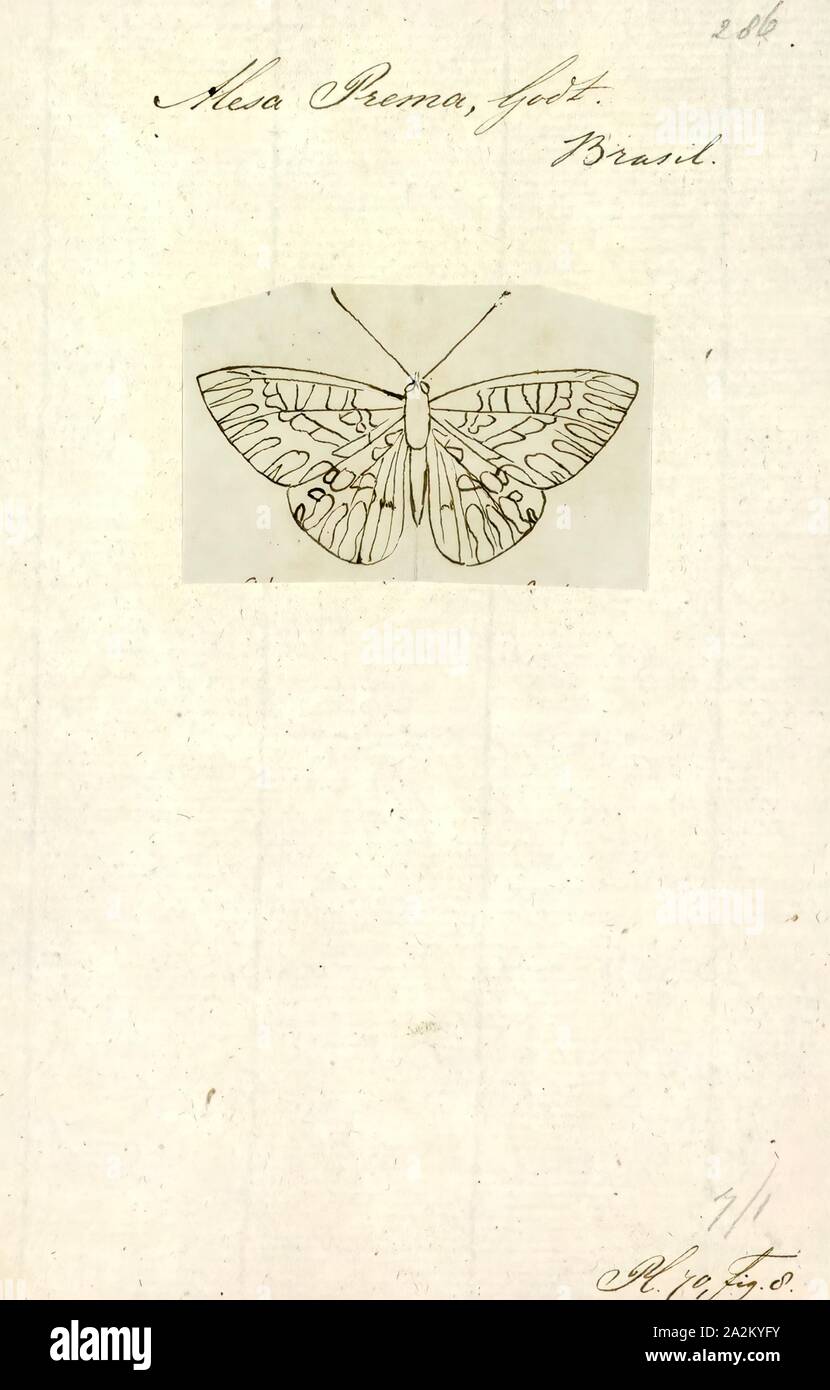 Neotropic ecozone hi-res stock photography and images - Alamy