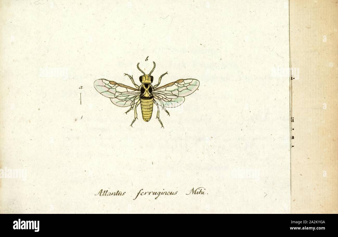 Allantus, Print, Allantus is a genus of sawflies belonging to the ...
