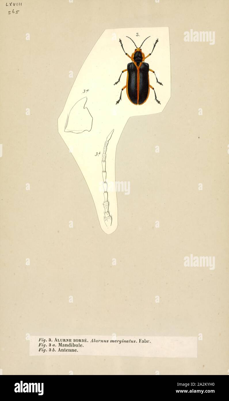 Alurnus hi-res stock photography and images - Alamy