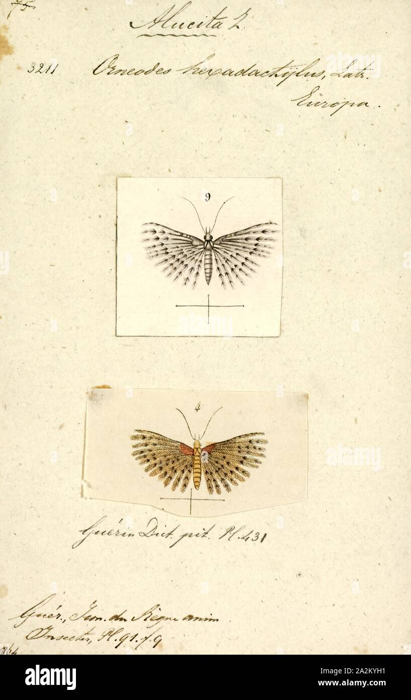 Alucitidae hi-res stock photography and images - Alamy