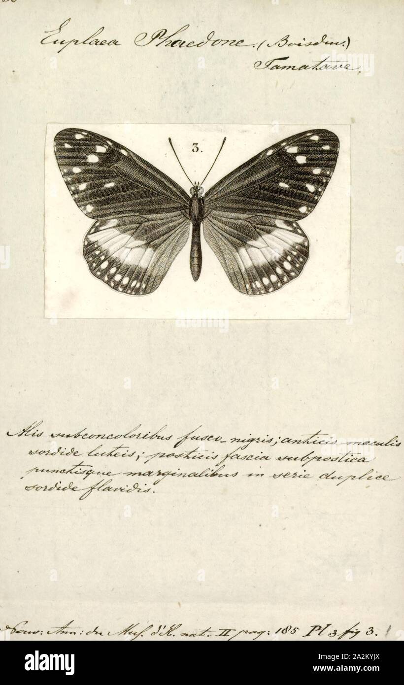 Amauris niavius niavius hi-res stock photography and images - Alamy