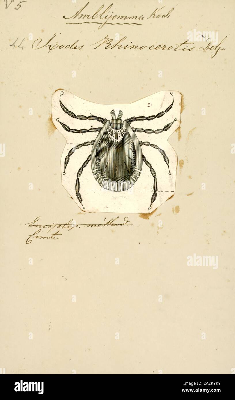 Ehrlichiosis hi-res stock photography and images - Alamy