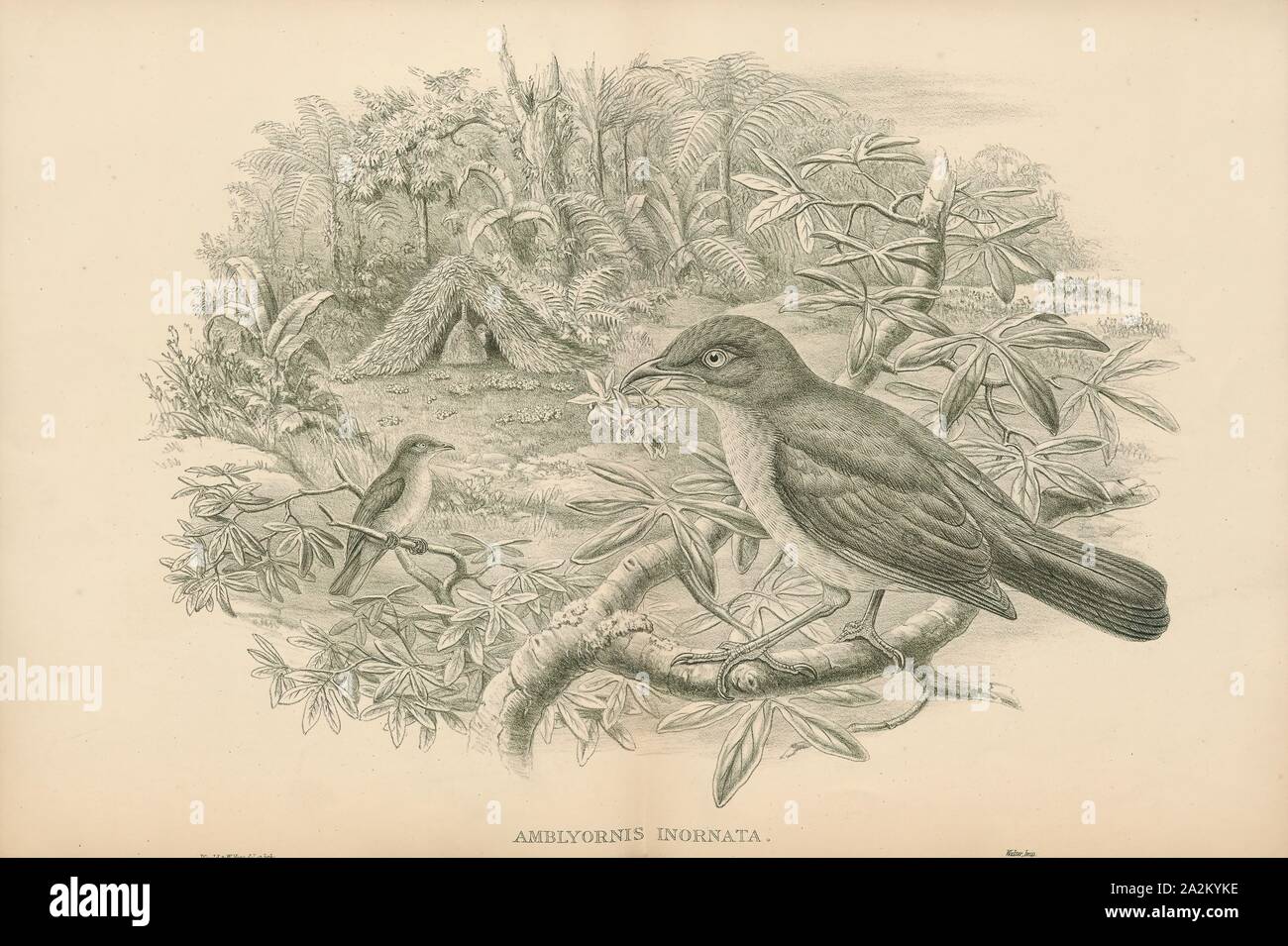 Inornata hi-res stock photography and images - Alamy