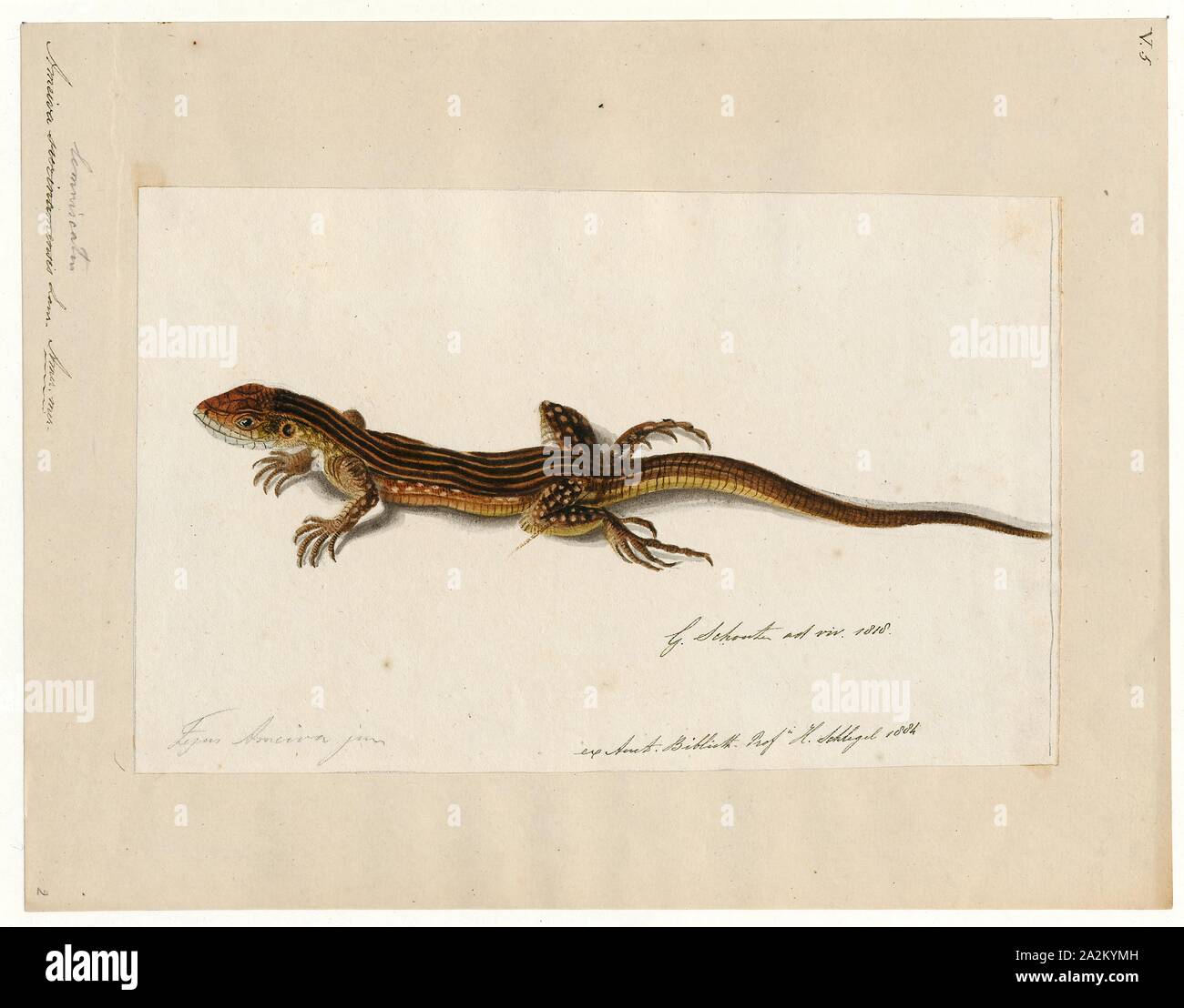 Lemniscata hi-res stock photography and images - Alamy