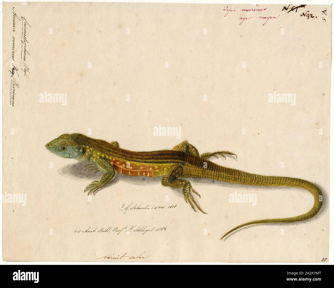 Ameiva murinus, Print, Ameiva, commonly called jungle-runners, is a ...