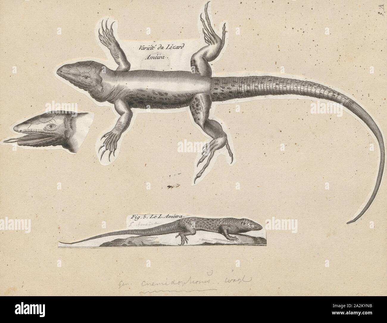 Ameiva spec., Print, Ameiva, commonly called jungle-runners, is a genus ...