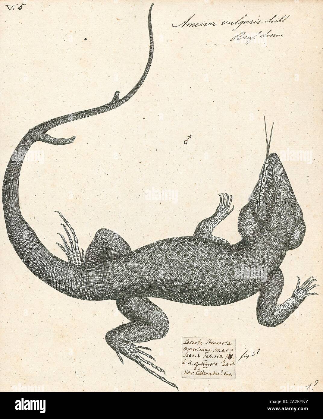 Ameiva vulgaris, Print, Ameiva, commonly called jungle-runners, is a ...