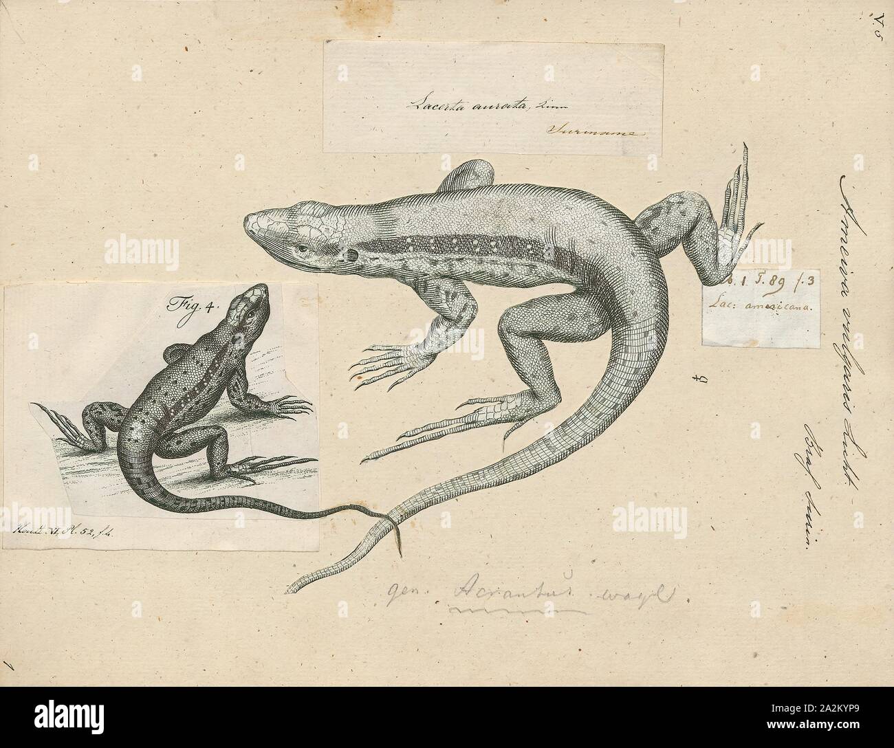 Ameiva vulgaris, Print, Ameiva, commonly called jungle-runners, is a ...