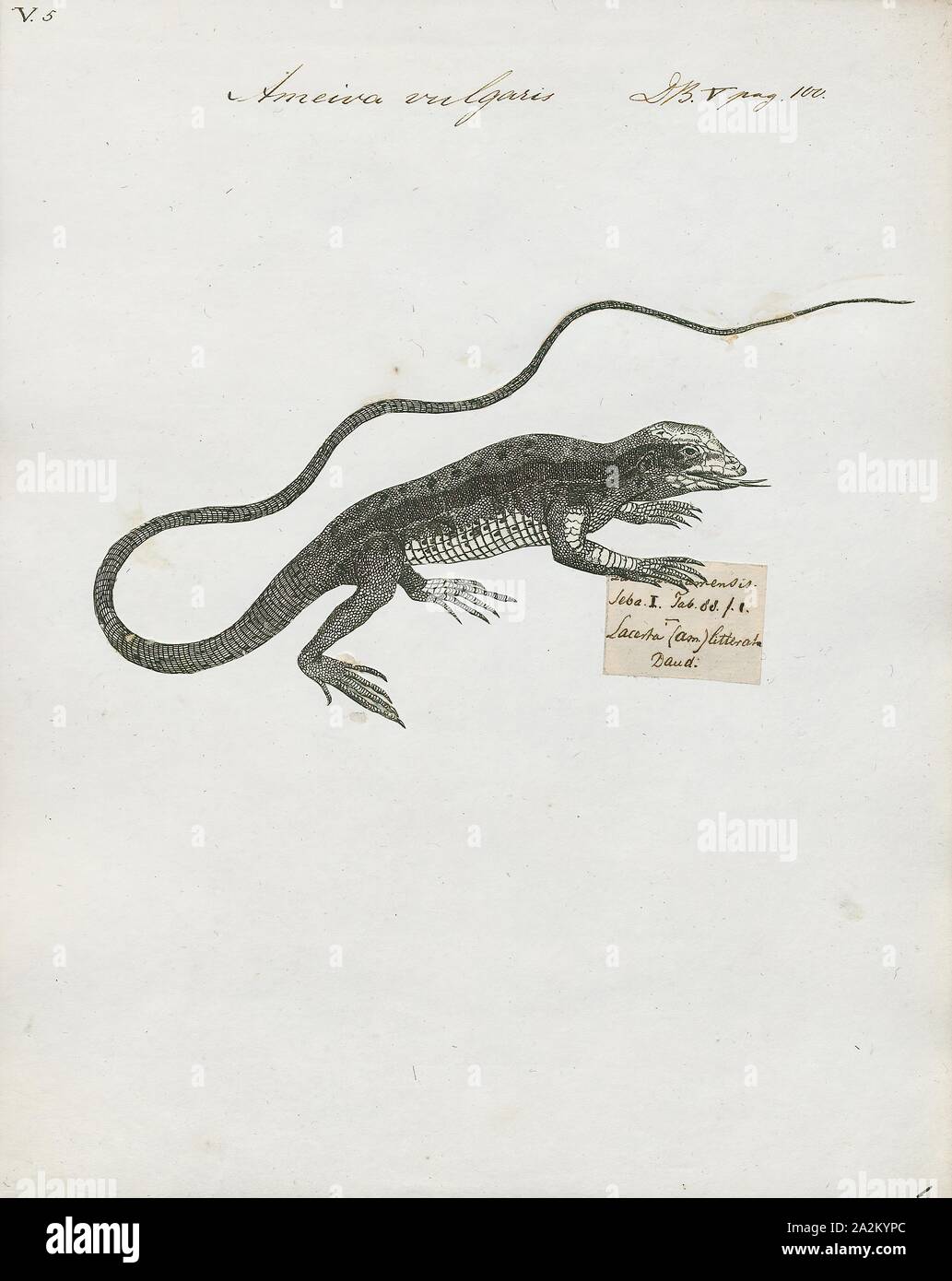 Ameiva vulgaris, Print, Ameiva, commonly called jungle-runners, is a ...