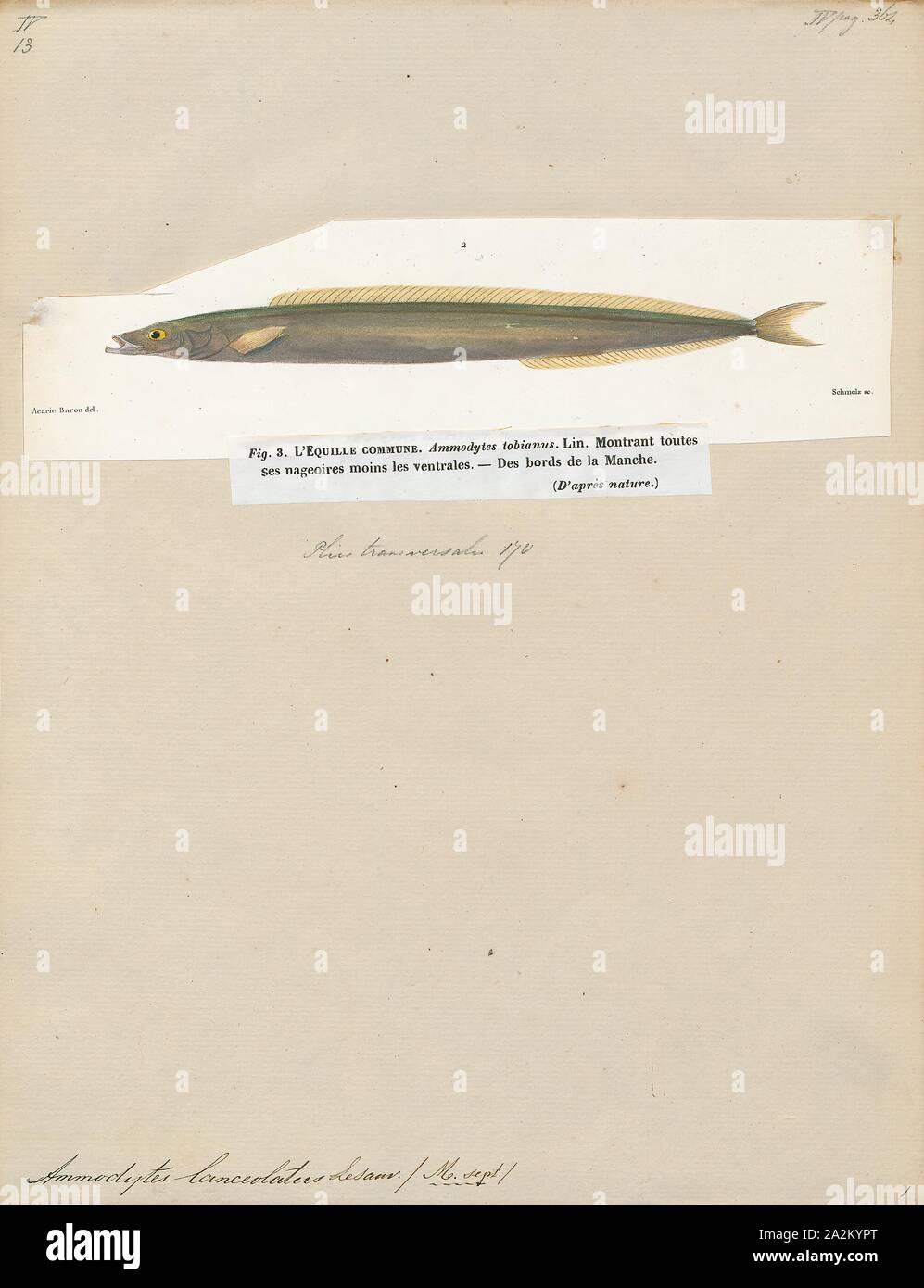 Lanceolatus hi-res stock photography and images - Alamy