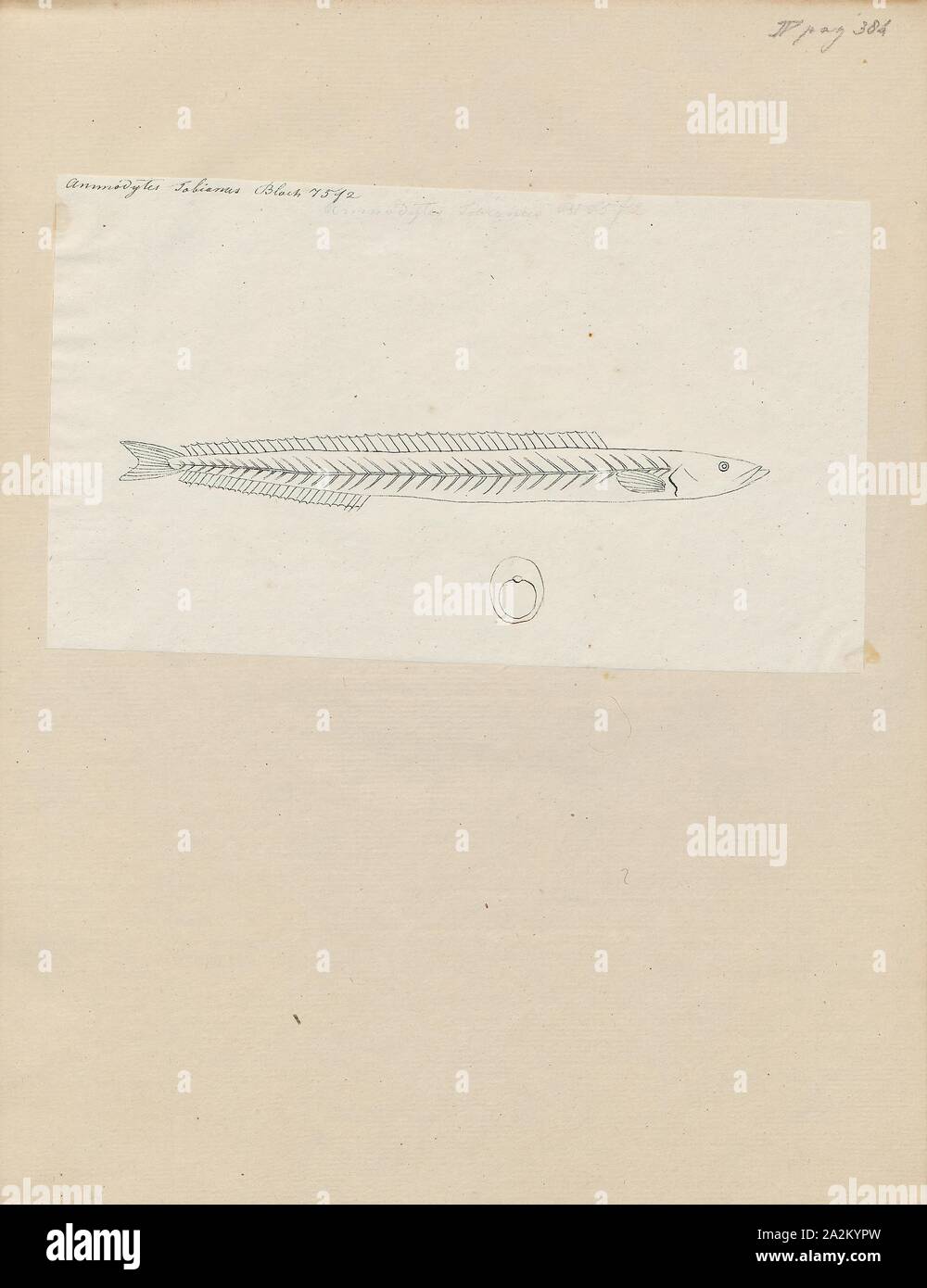 Family ammodytidae hi-res stock photography and images - Alamy