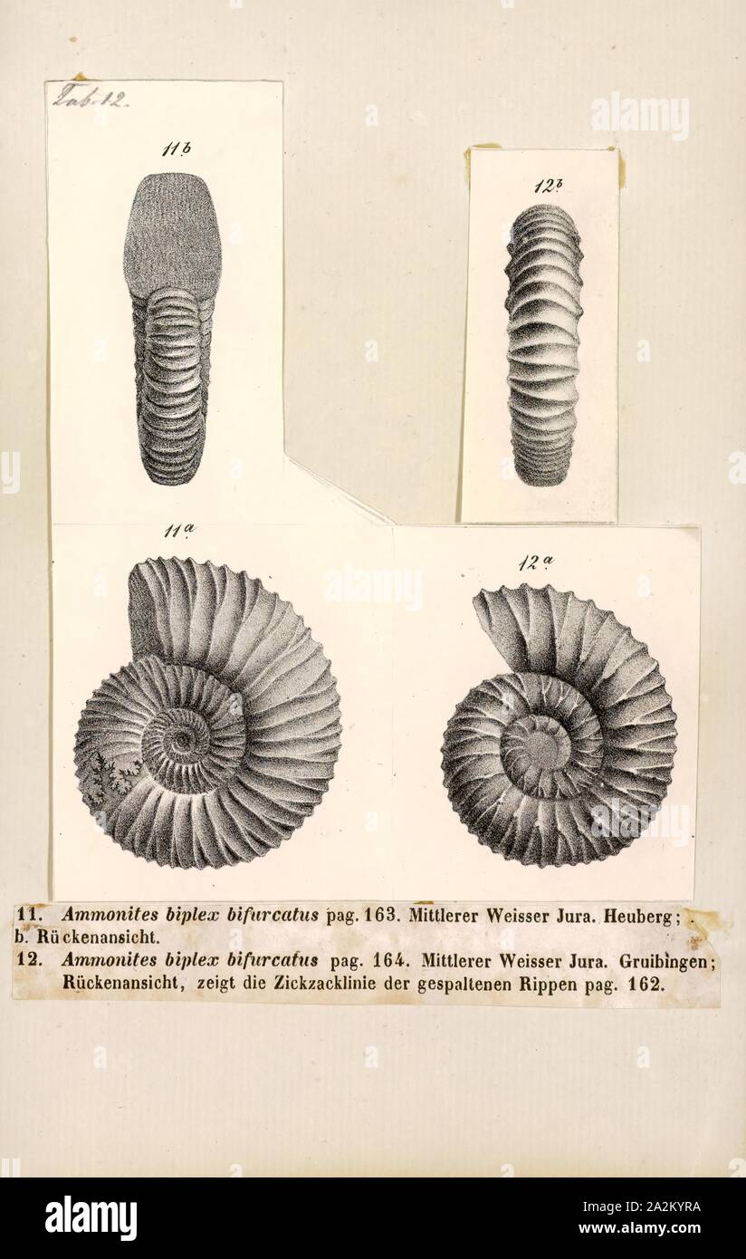 Ammonites biplex bifurcatus, Print, Ammonoidea, Ammonoids are a group ...