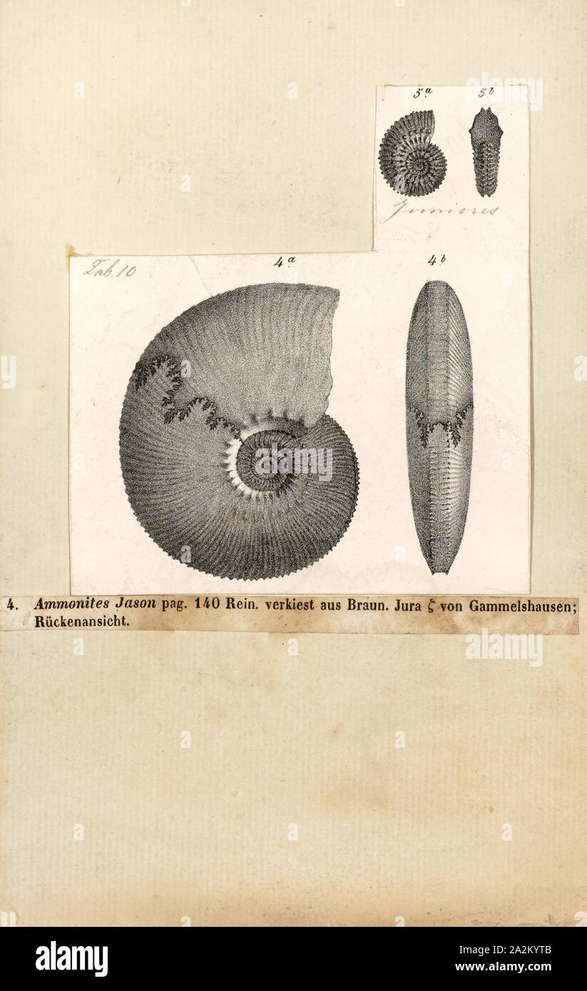 Ammonites jason, Print, Ammonoidea, Ammonoids are a group of extinct ...