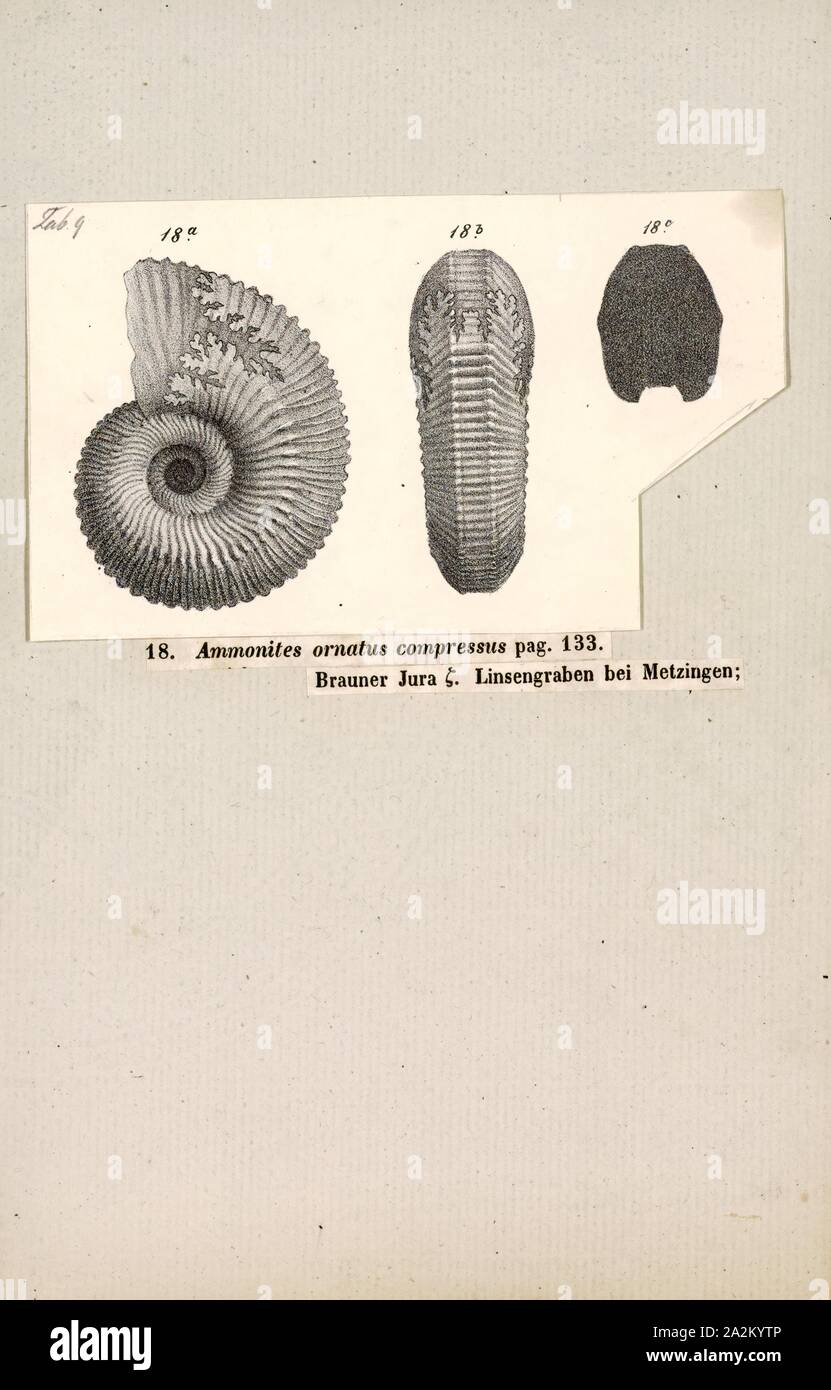 Ammonites ornatus compressus hi-res stock photography and images - Alamy