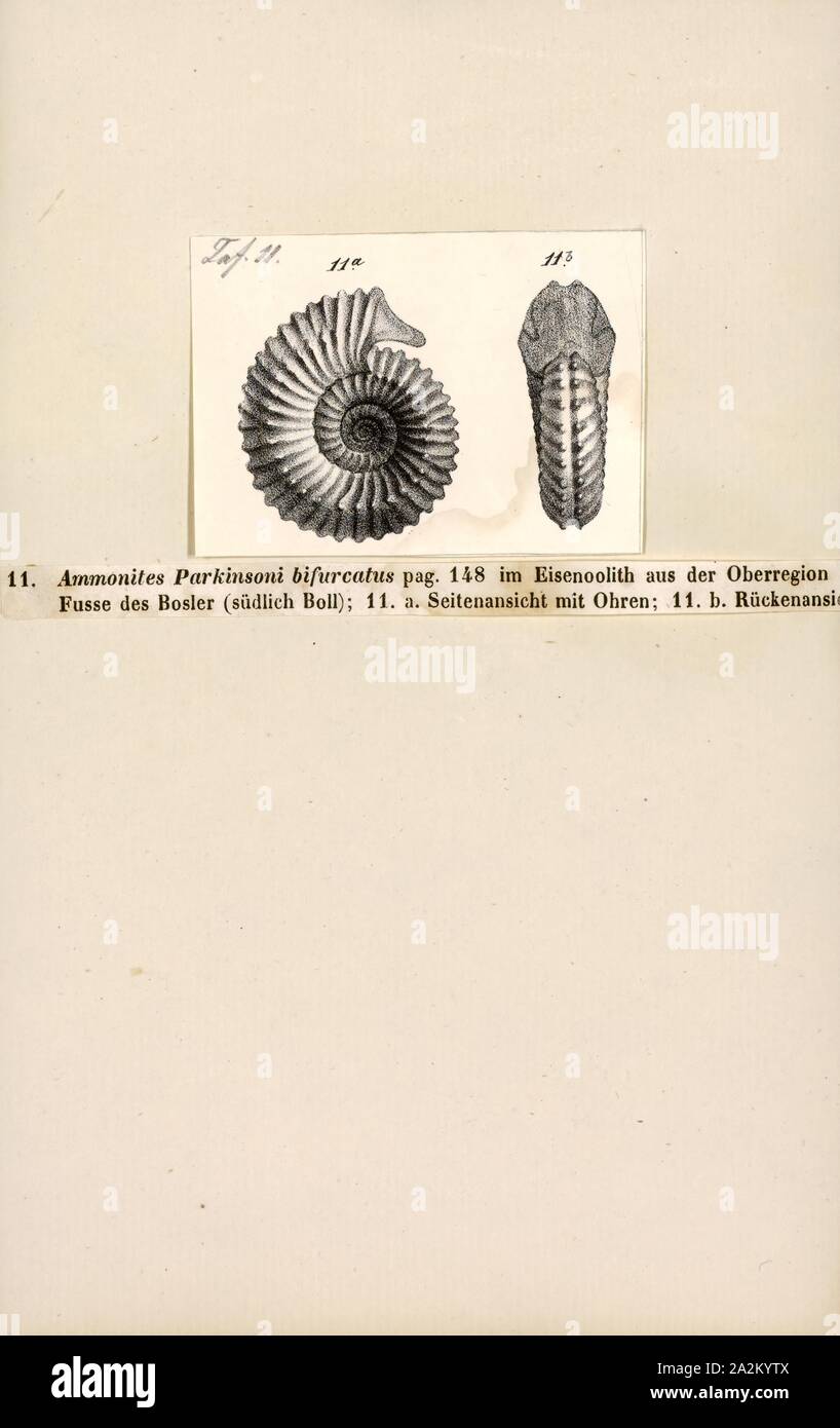 Ammonites parkinsoni bifurcatus, Print, Ammonoidea, Ammonoids are a ...