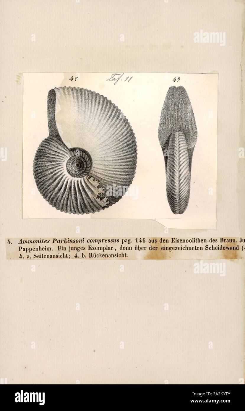 Ammonites parkinsoni compressus hi-res stock photography and images - Alamy