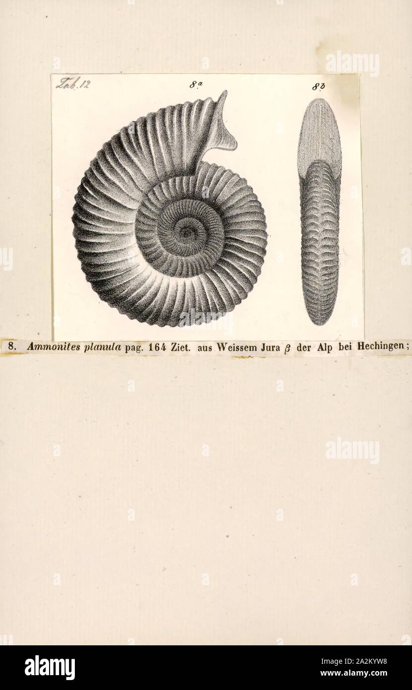 Ammonites planula, Print, Ammonoidea, Ammonoids are a group of extinct ...